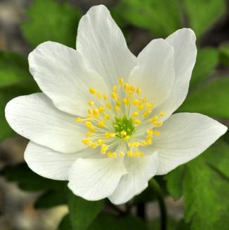 Anemone