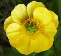 Buttercup