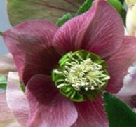 Christmas Rose
