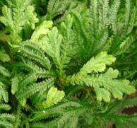 Club Moss