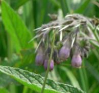 Comfrey