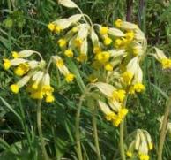 Cowslip