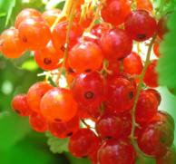 Currants