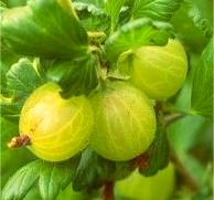 Gooseberry