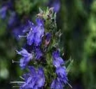 Hyssop