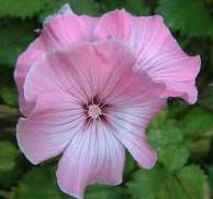 Mallow