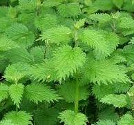 Nettle