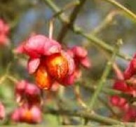 Spindle Tree