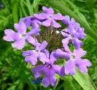 Verbena